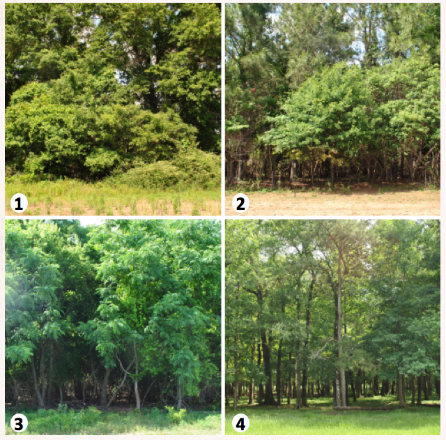 Restoring productivity of overgrown forest through holistic animal impact