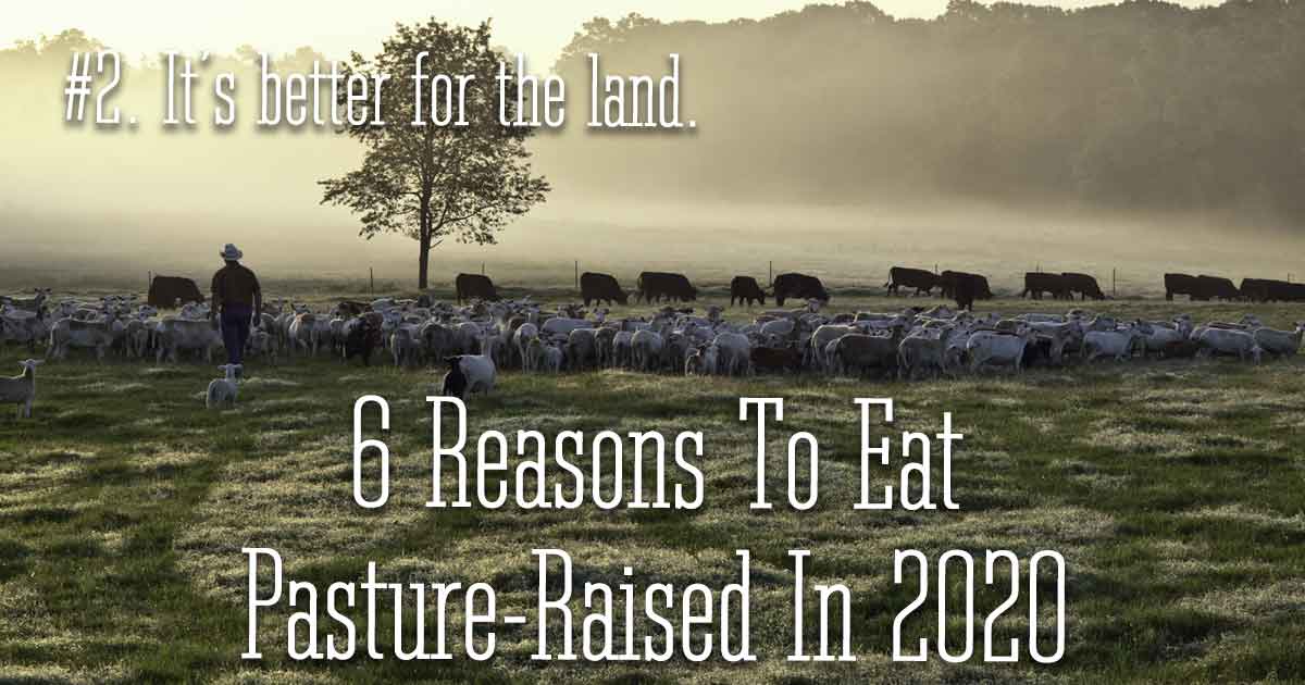 6 Reasons To Eat Pasture-Raised in 2020