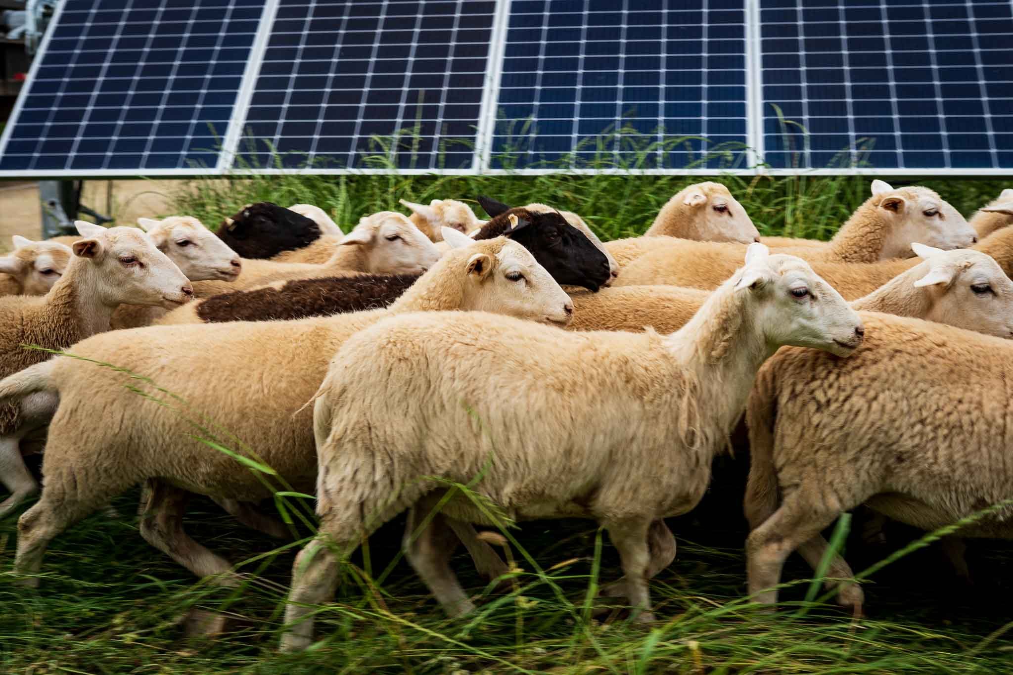 A Landmark Day in Energy and Agriculture: From Reductive to Renewable ...