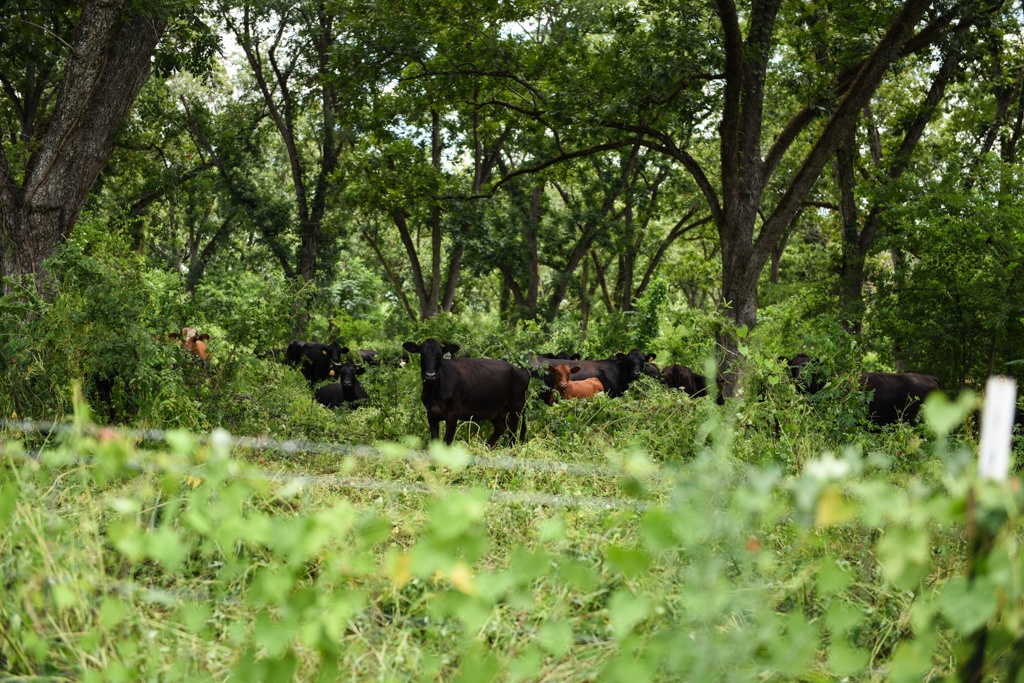 Managed Grazing - The Animal Side
