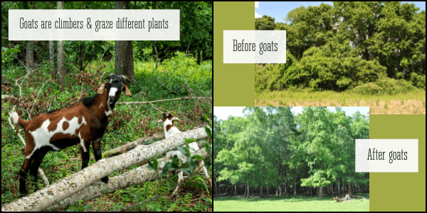 The Cycles of Nature: How We Regenerate Land