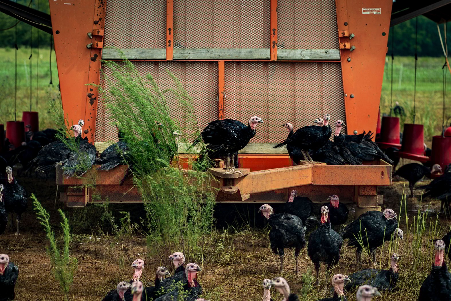 7 Reasons to Choose a Pasture-Raised Turkey for Thanksgiving