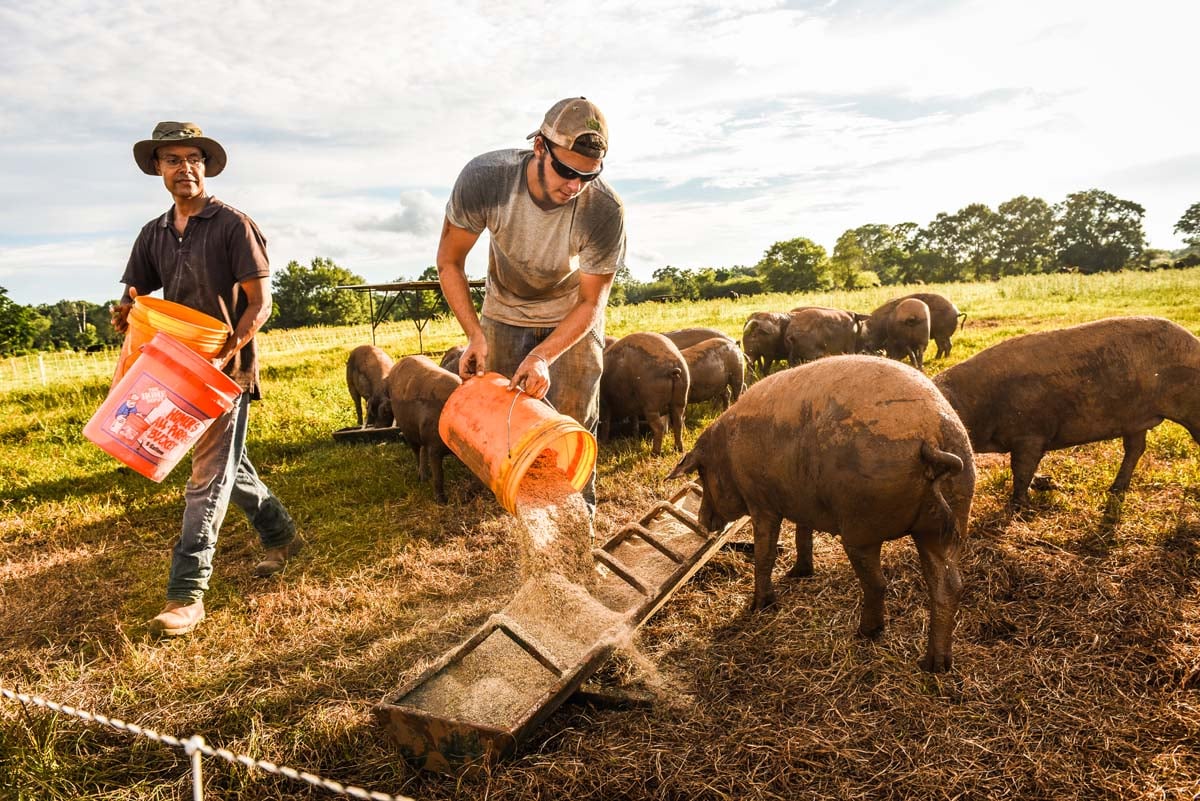 Iberian Hogs With The Flavor Of Georgia