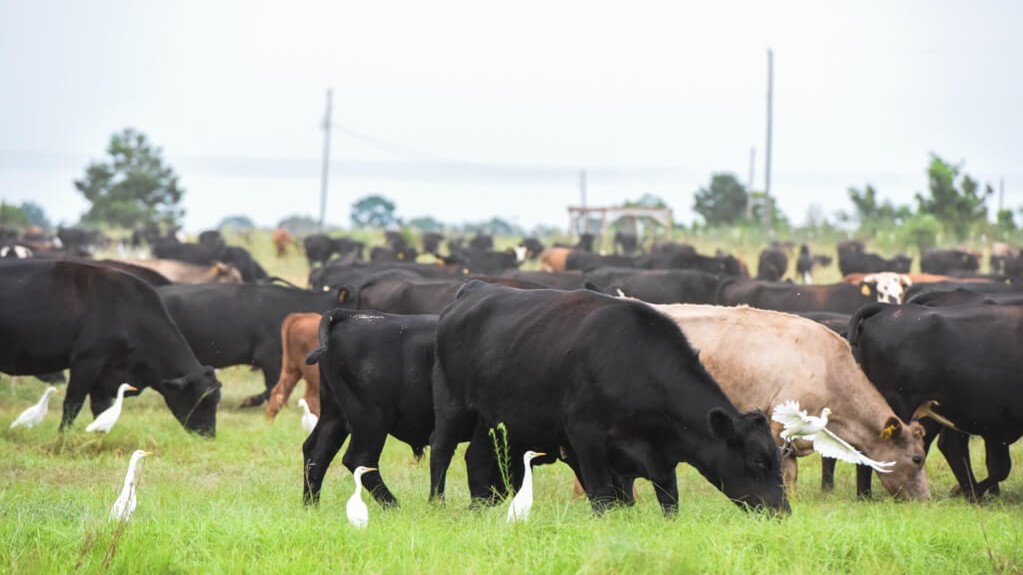 Cattle at White Oak Pastures: Breeding Our Own Herd