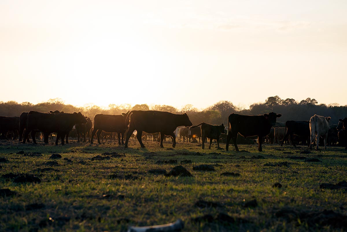 Animal Impact: Cattle Grazing Grows Roots