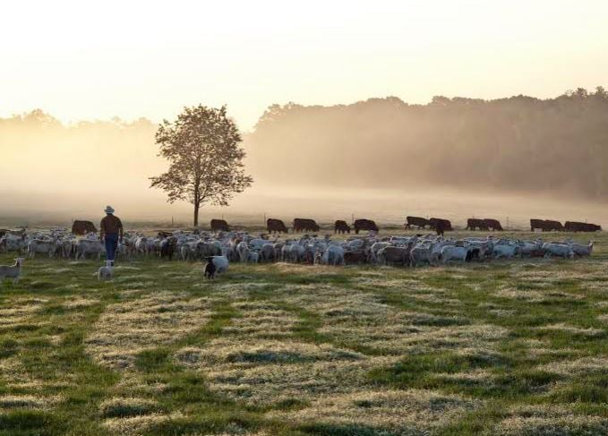On-Farm Workshop: Regenerating Land through Livestock Impact