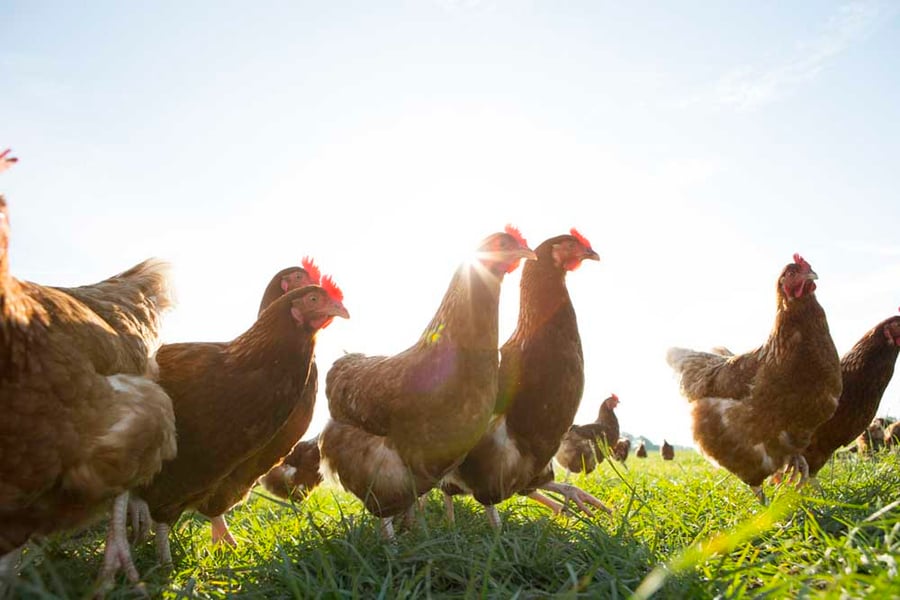Pastured Chicken Eggs: What's in your yolk?