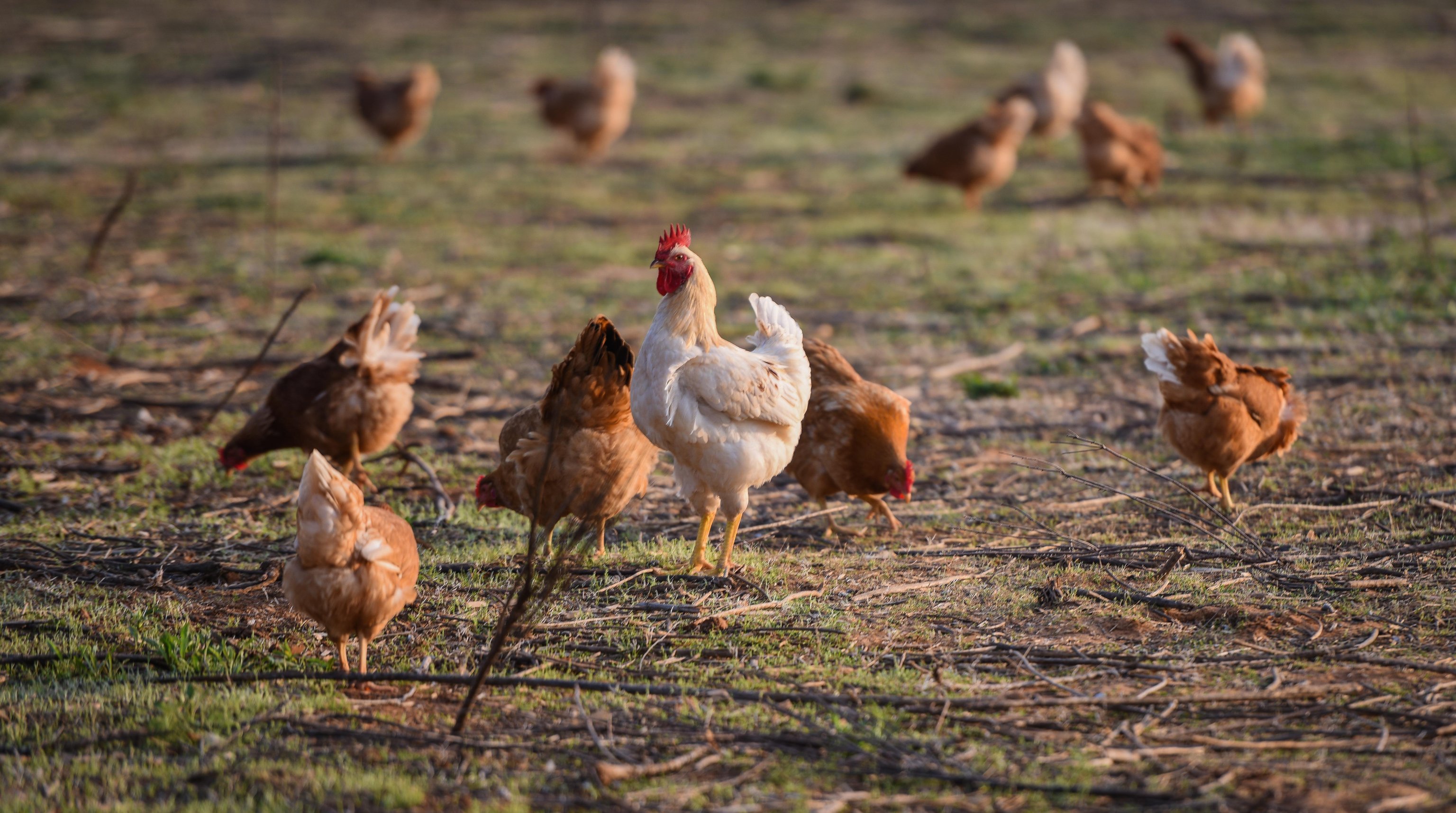 Who Rules The Roost?