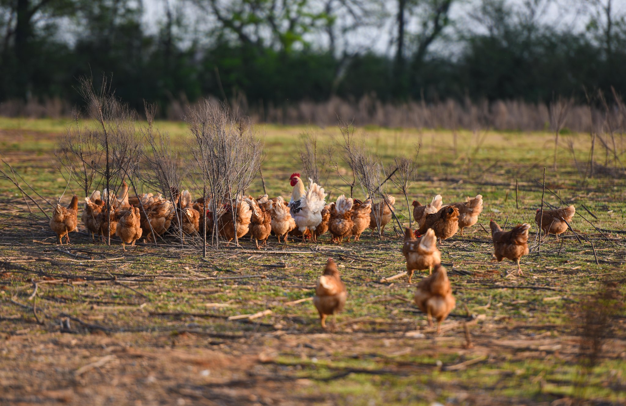 Who Rules The Roost?