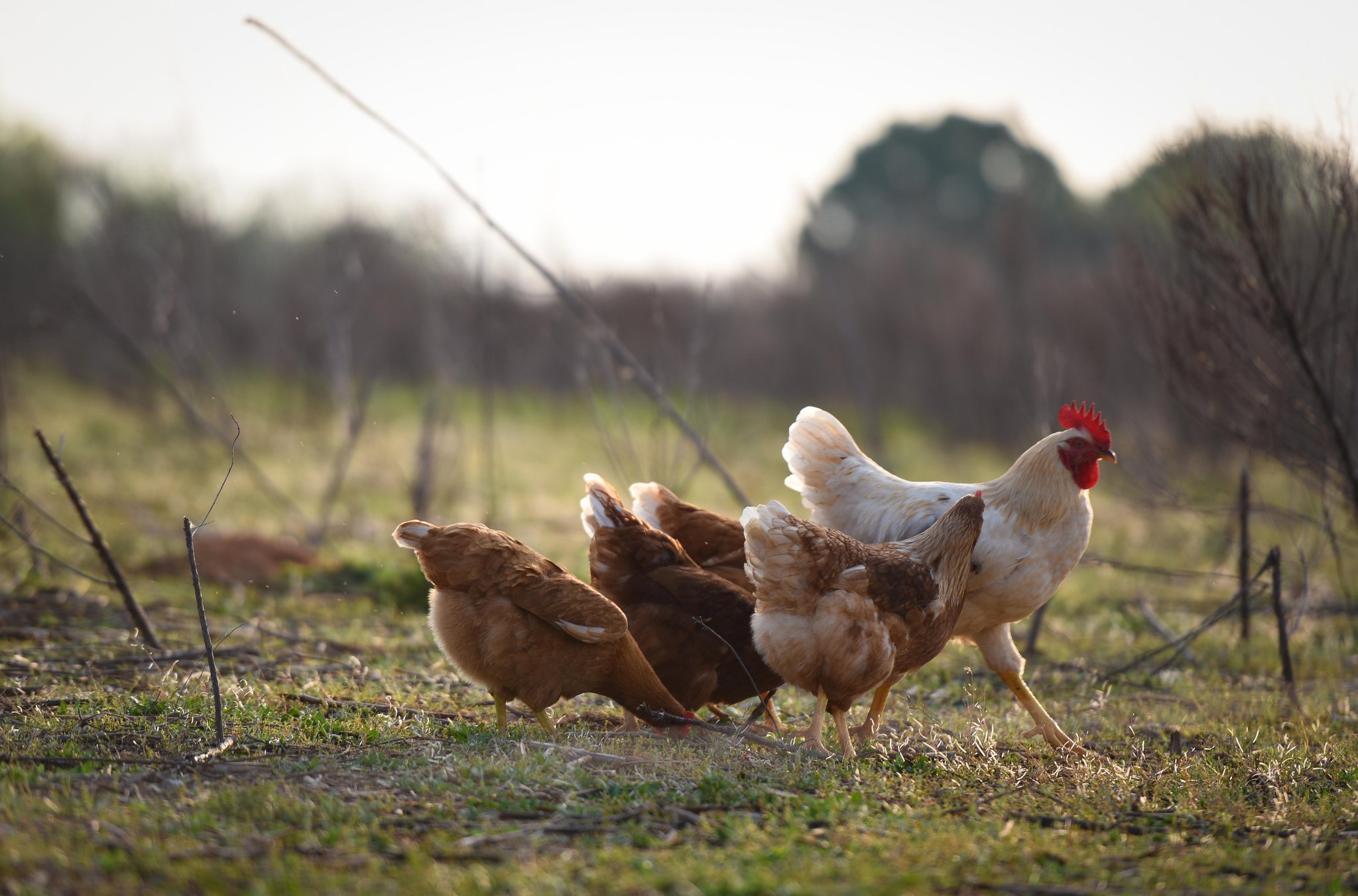 Who Rules The Roost?