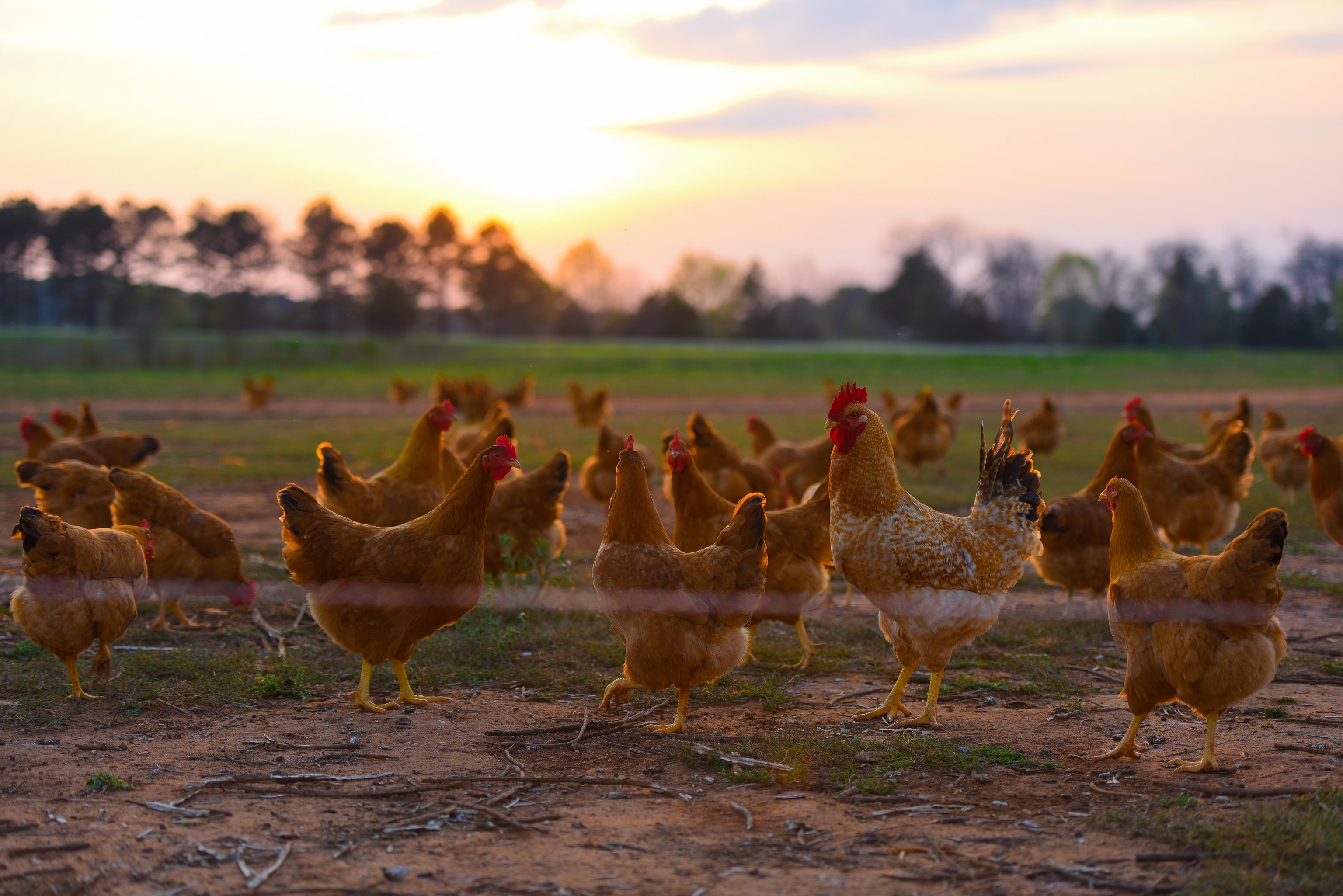 Who Rules The Roost?