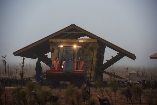 Spotlight On Our Poultry Crew