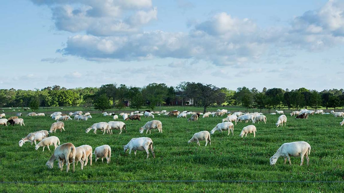 Regenerative Agriculture Meets Solar Farm in New Partnership