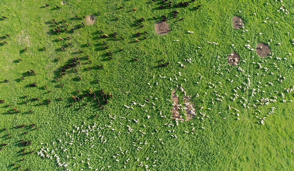 Drone Pasture Monitoring